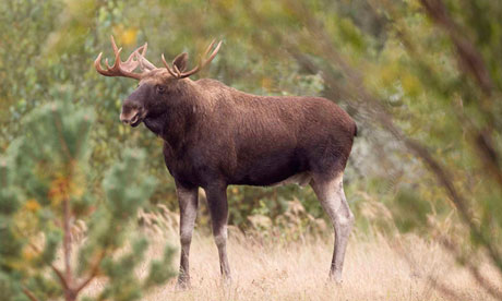 Mutant Elk caught in the wilds of Britain – raincoaster